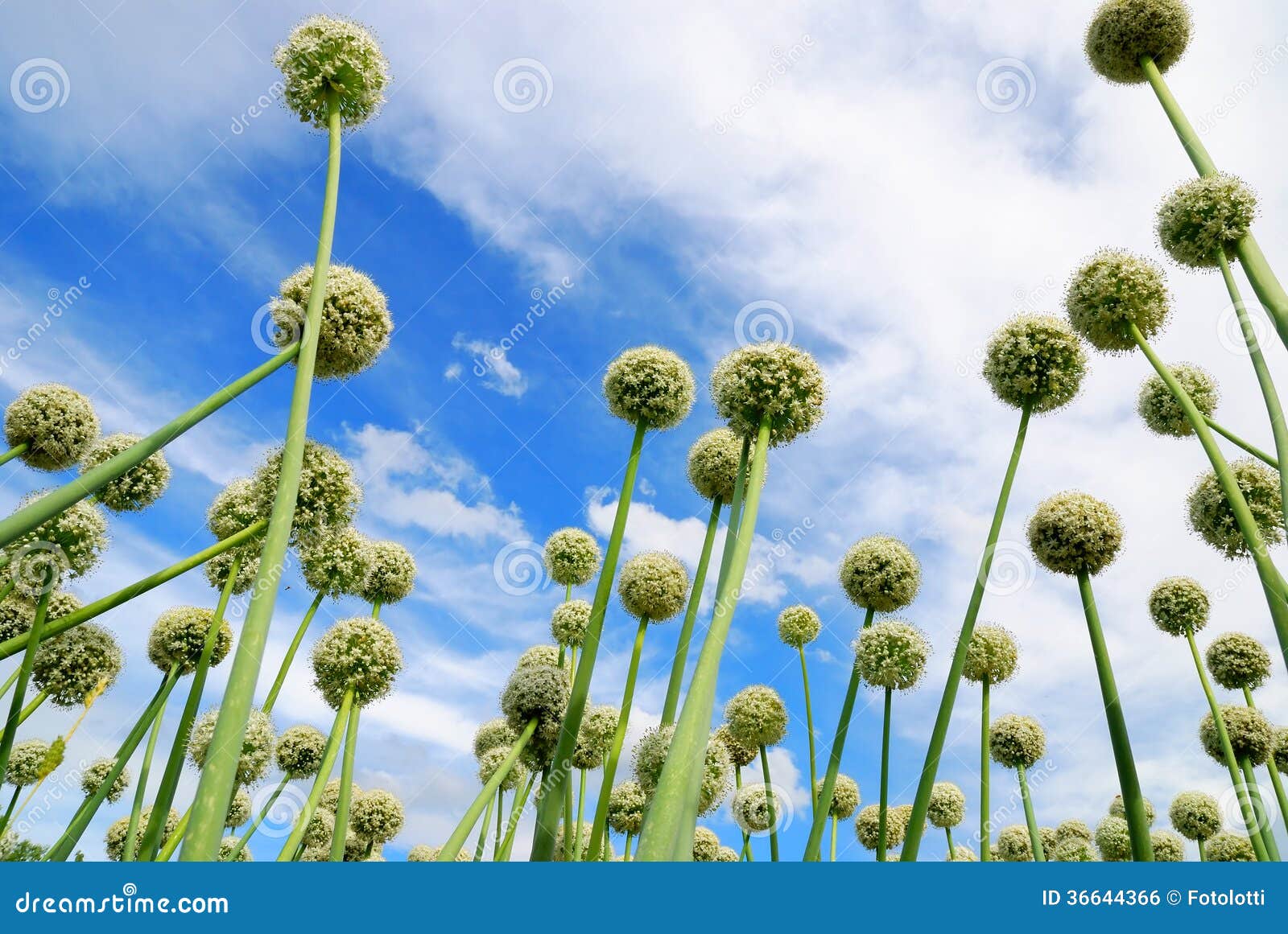 Onion field in spring stock photo. Image of healthy, land - 36644366