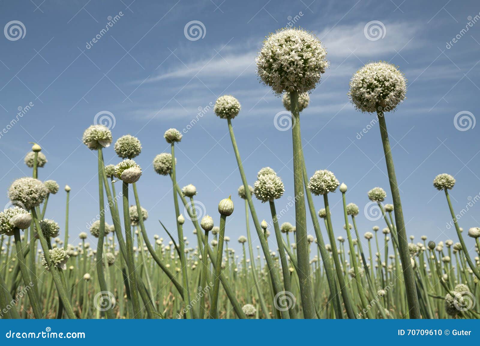Onion Field stock photo. Image of healthy, agriculture - 70709610