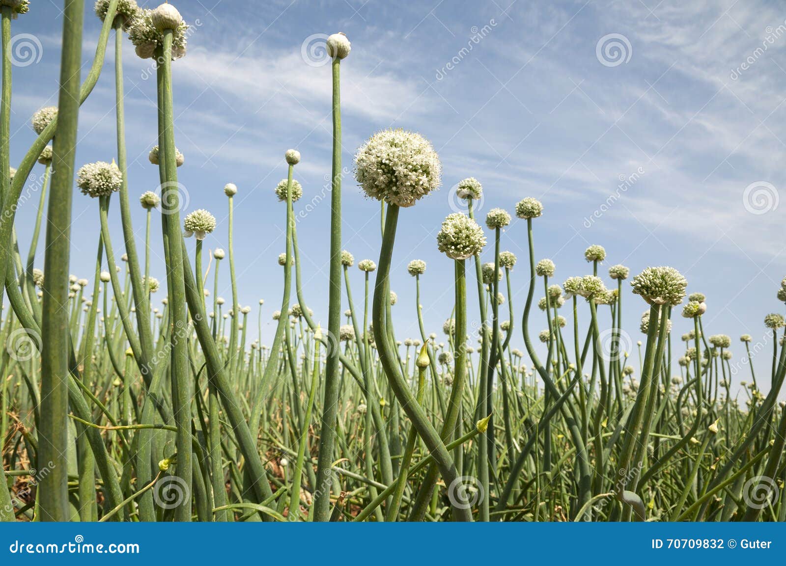Onion Field stock photo. Image of flavor, fragrance, horticulture ...