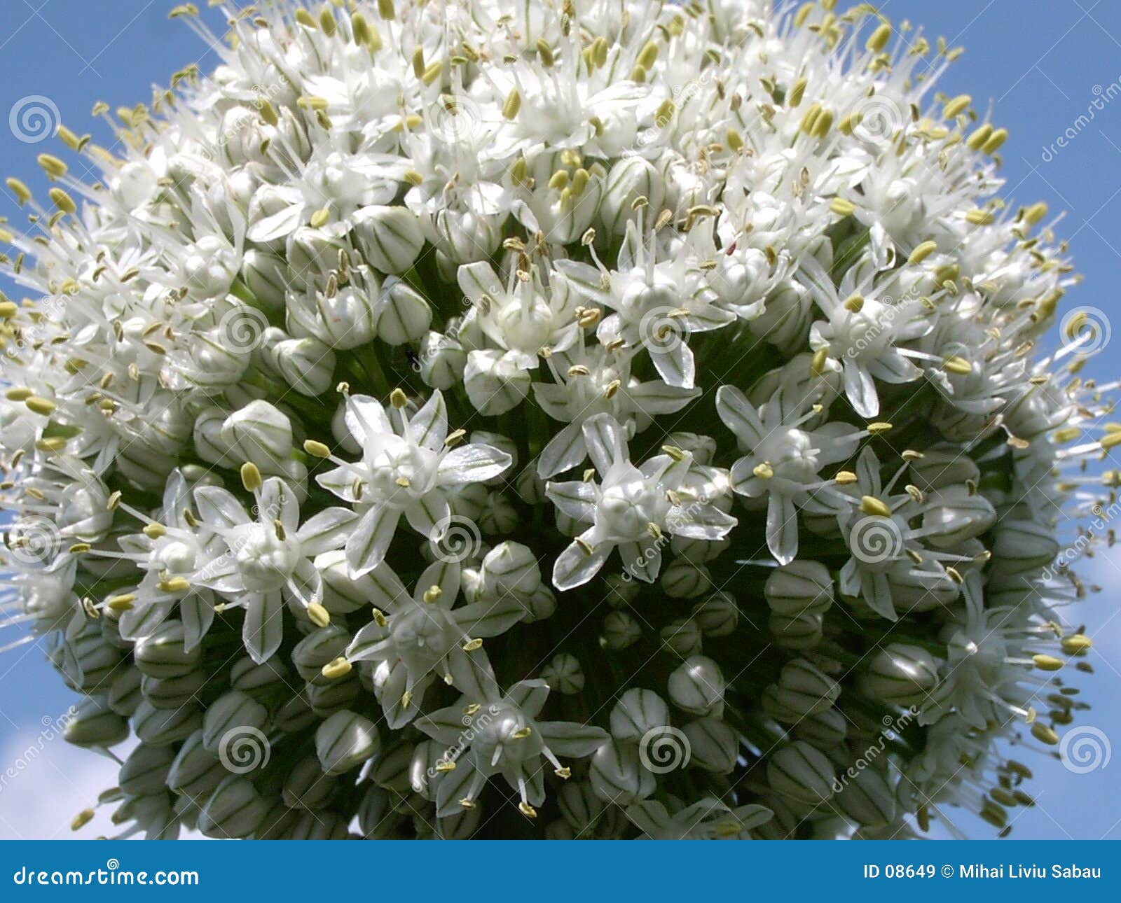 Onion Flower 2 stock image. Image of seeds, work, vegetables - 8649