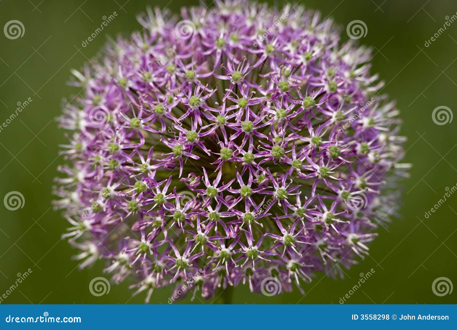Onion Flower stock photo. Image of city, york, flower - 3558298