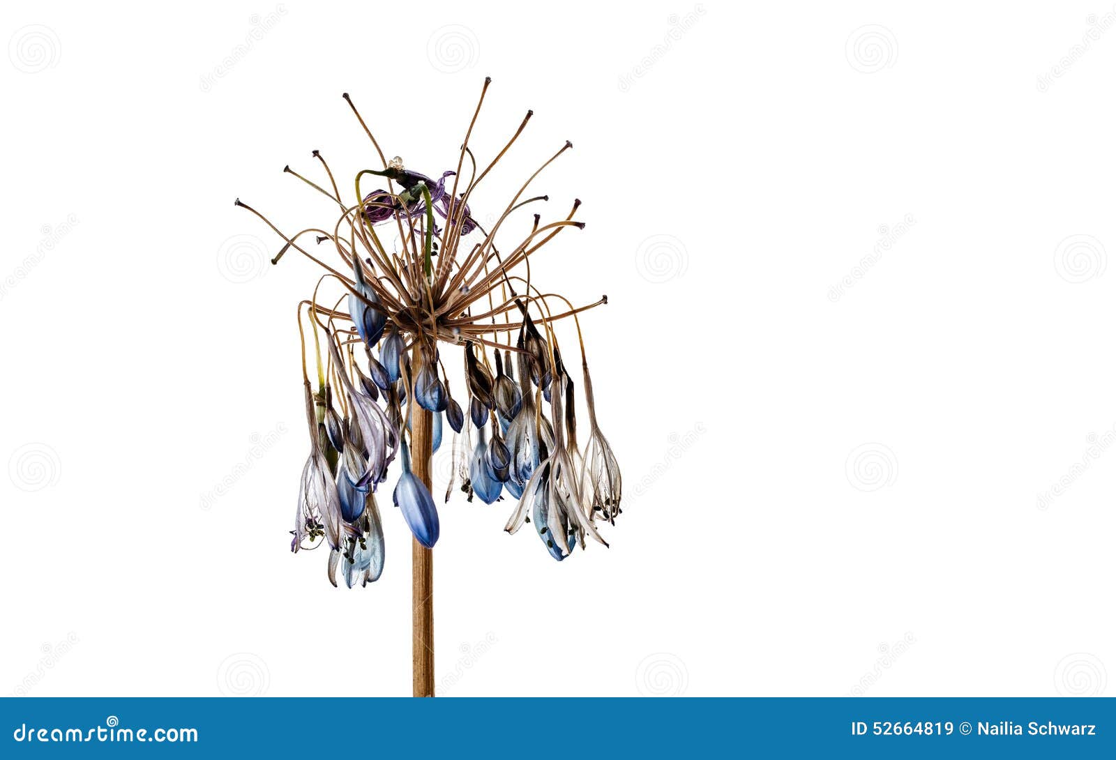 Onion Flower stock image. Image of aging, dead, onion - 52664819