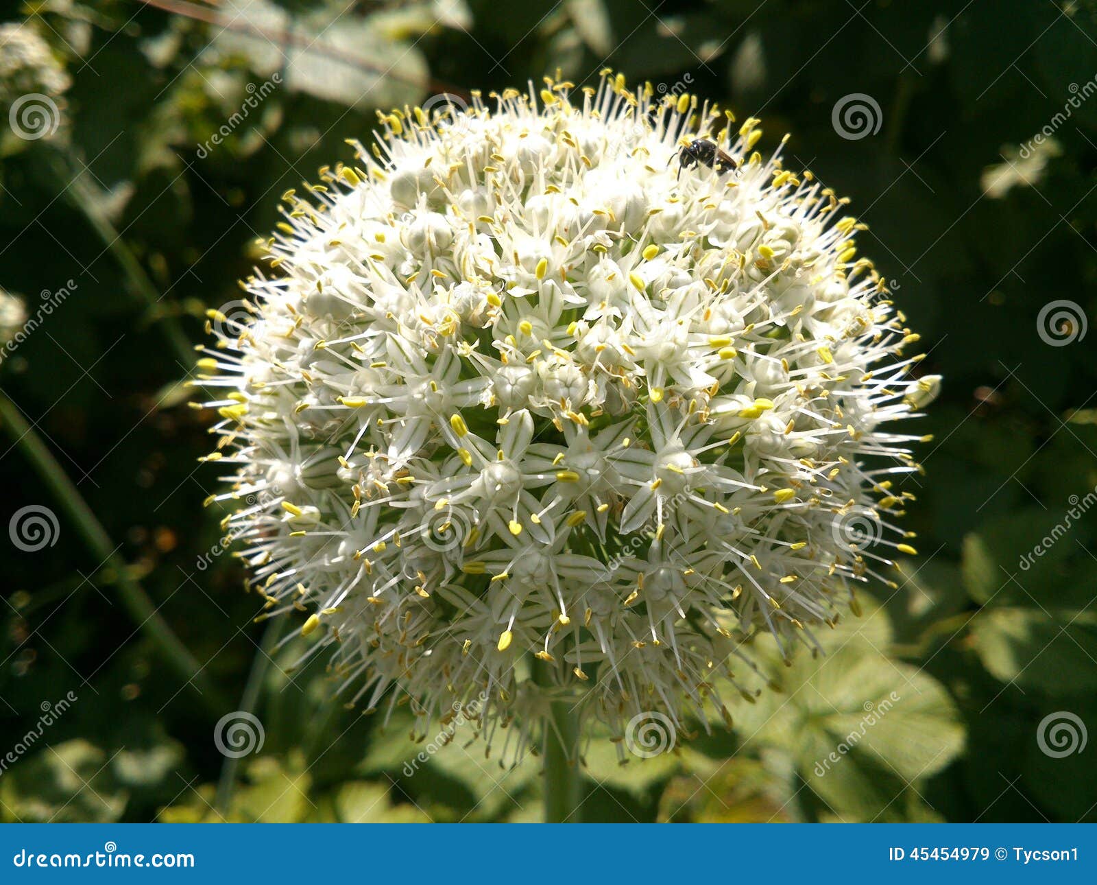 Onion flower stock image. Image of fresh, flowering, plant - 45454979