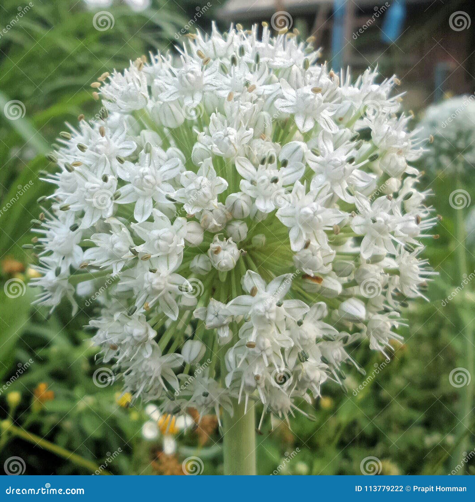 Onion flower. stock photo. Image of nature, white, flower - 113779222