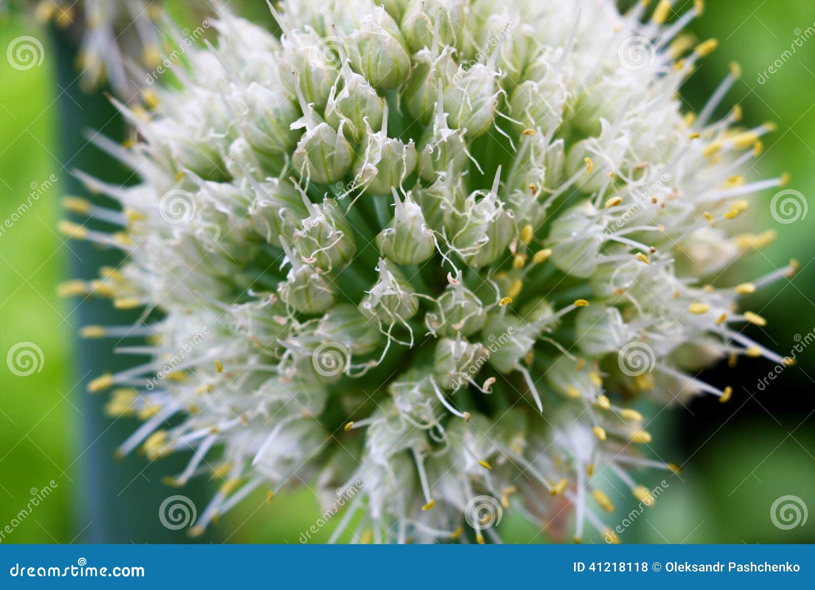 Onion flower stock photo. Image of garden, multi, single - 41218118