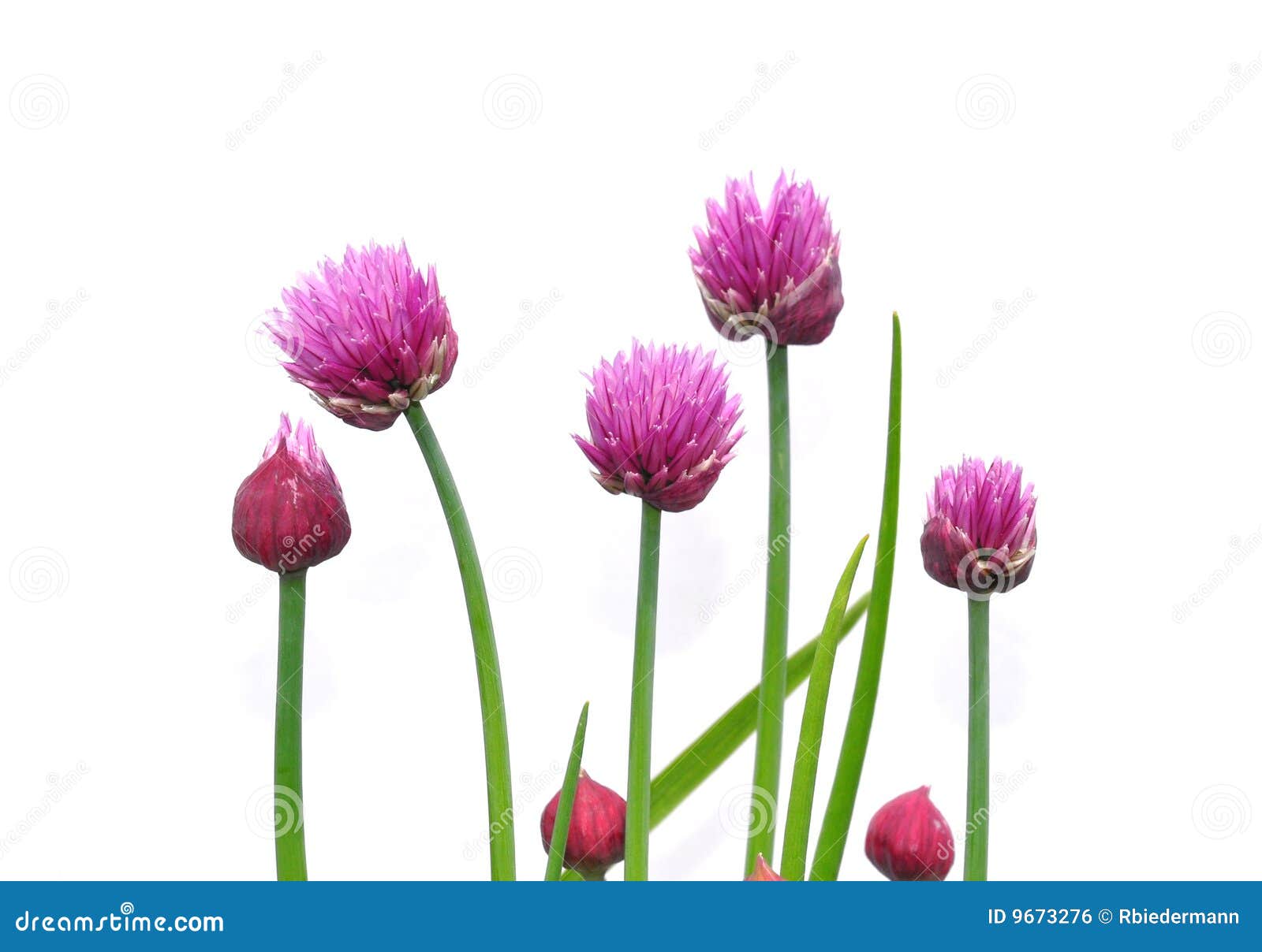 Onion flowers stock photo. Image of garden, purple, allium - 9673276