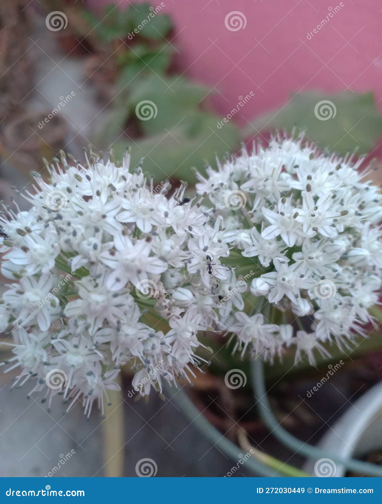 Onion Flowers Blossom in Gardan. Stock Image - Image of herb ...