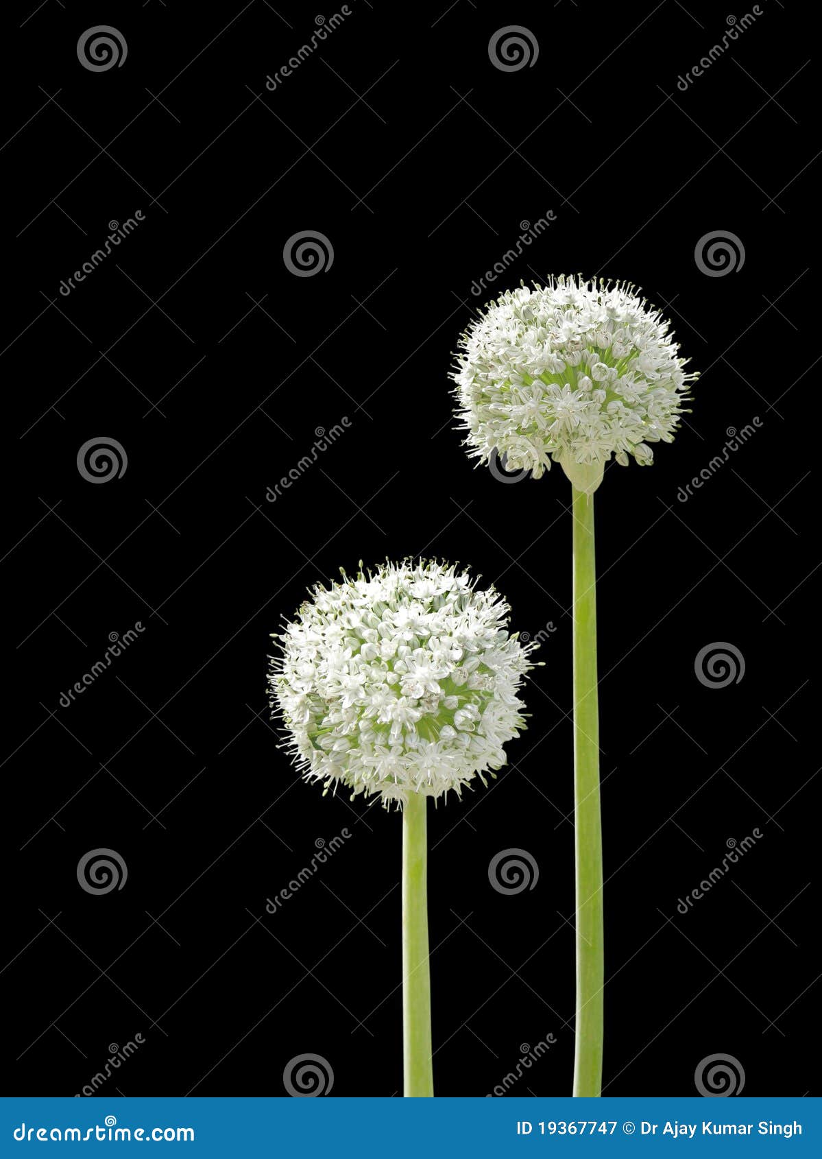 Onion Flowers Isolated on Black Stock Image - Image of natural, stalk ...