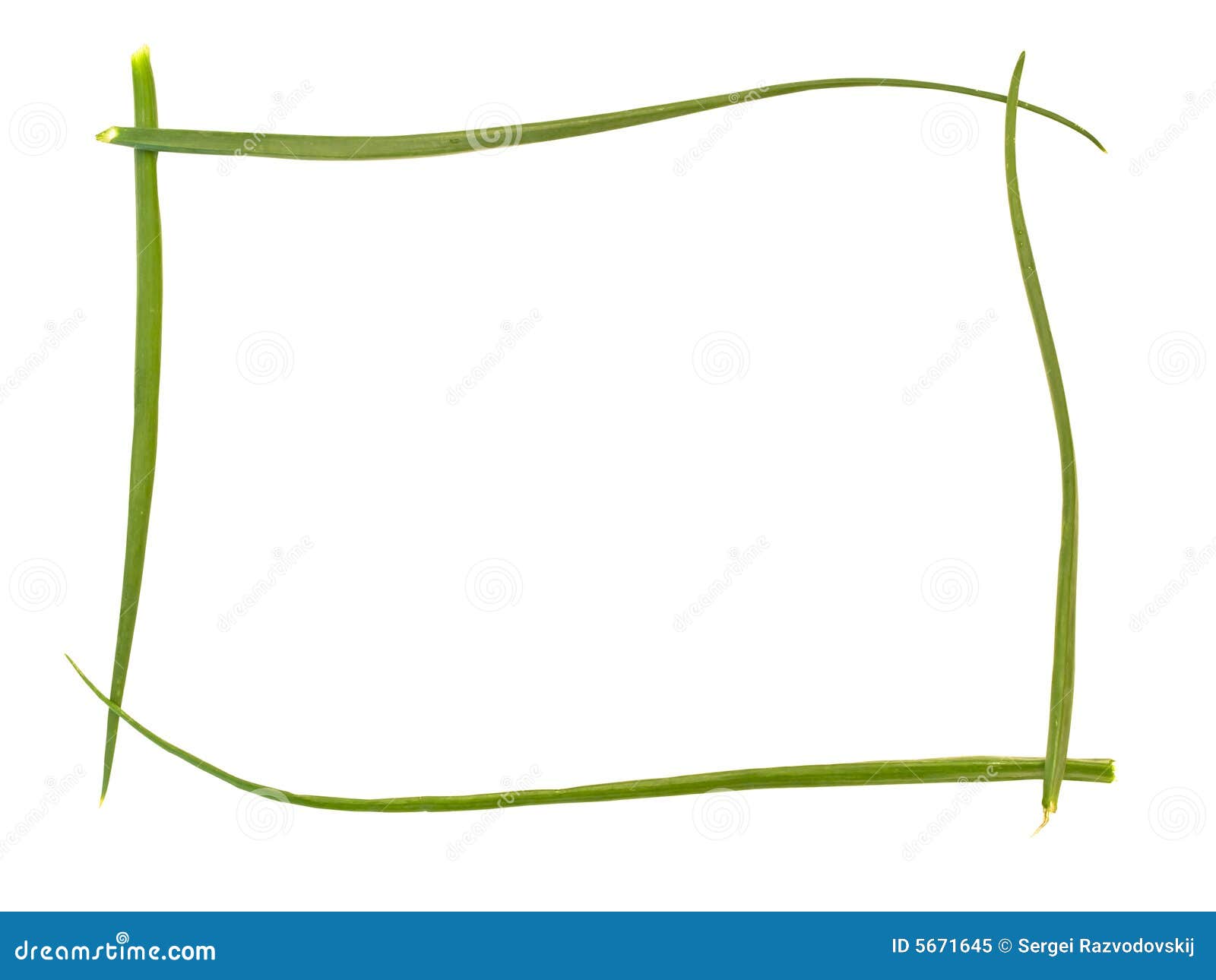 Onion frame stock image. Image of plant, healthy, leeks - 5671645