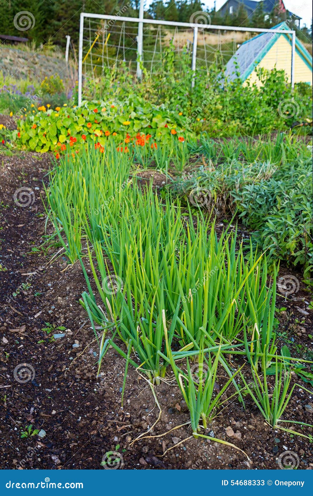 Onion Garden stock image. Image of grass, farm, closeup - 54688333