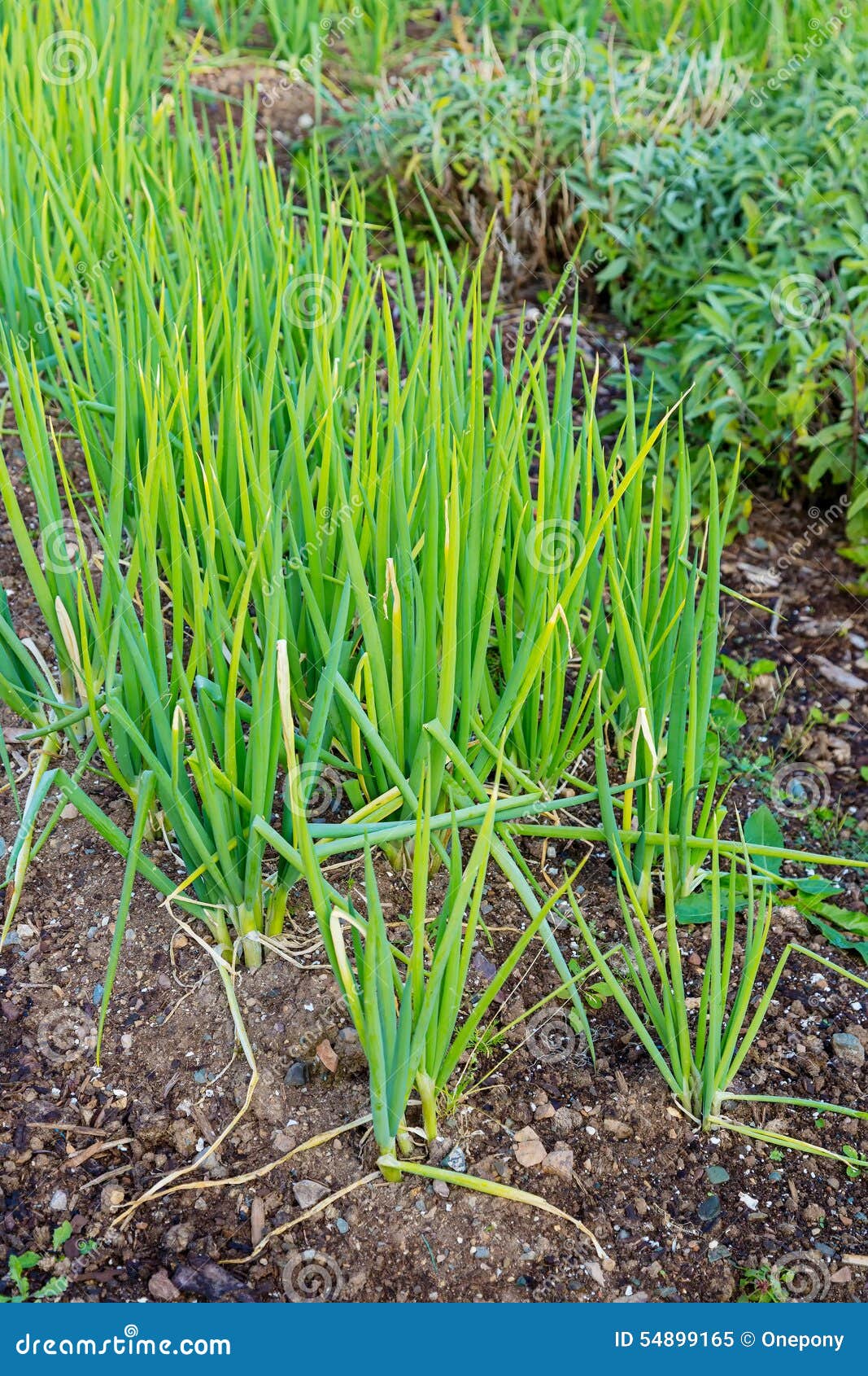 Onion Garden stock image. Image of onion, ground, field - 54899165