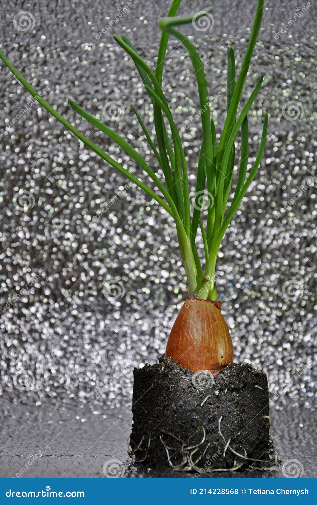 Onion Green Onion with Sprouted Roots Stock Photo - Image of ingredient ...