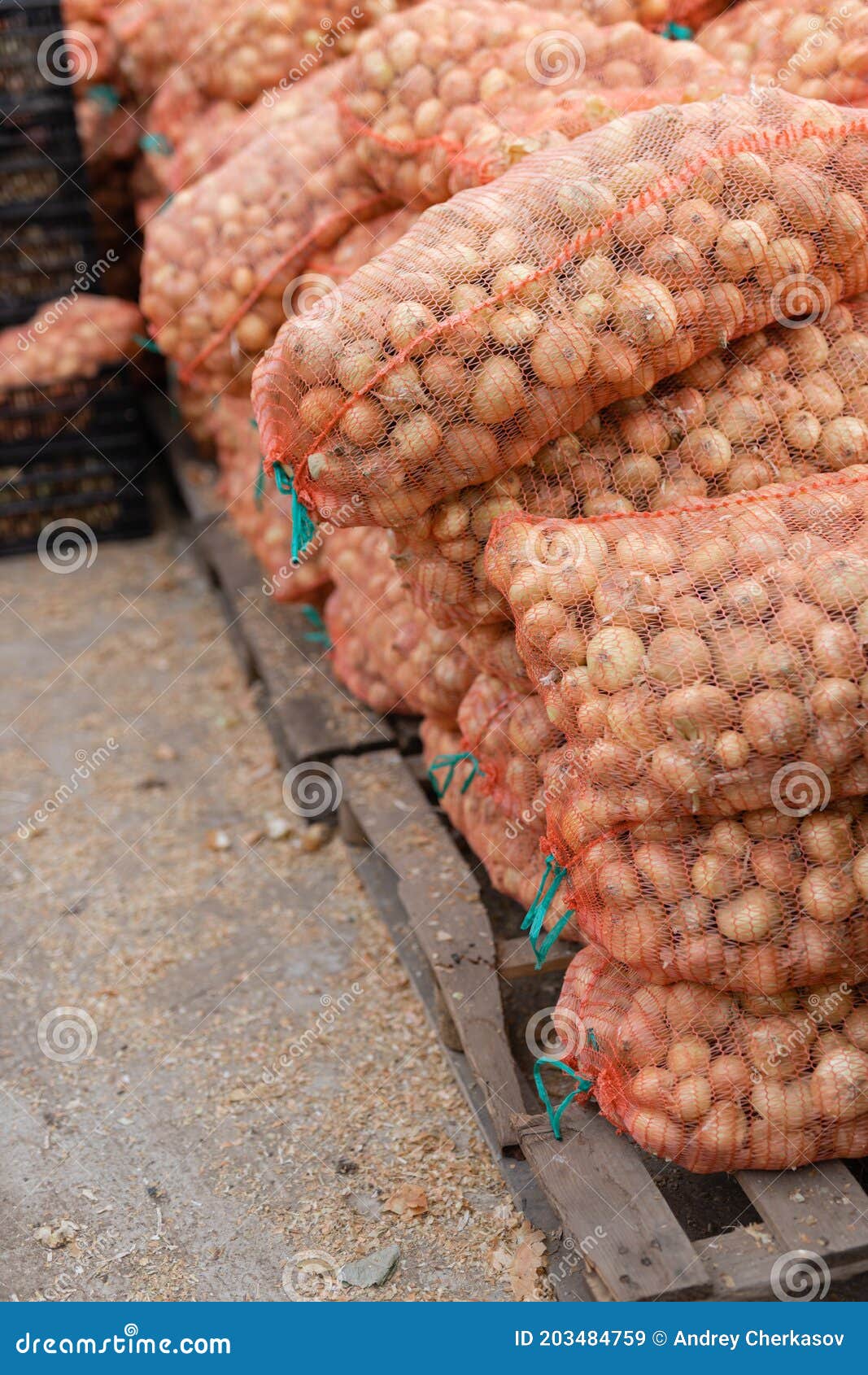 Onion in a Grid on Pallets, Vegetable Warehouse Stock Image - Image of ...