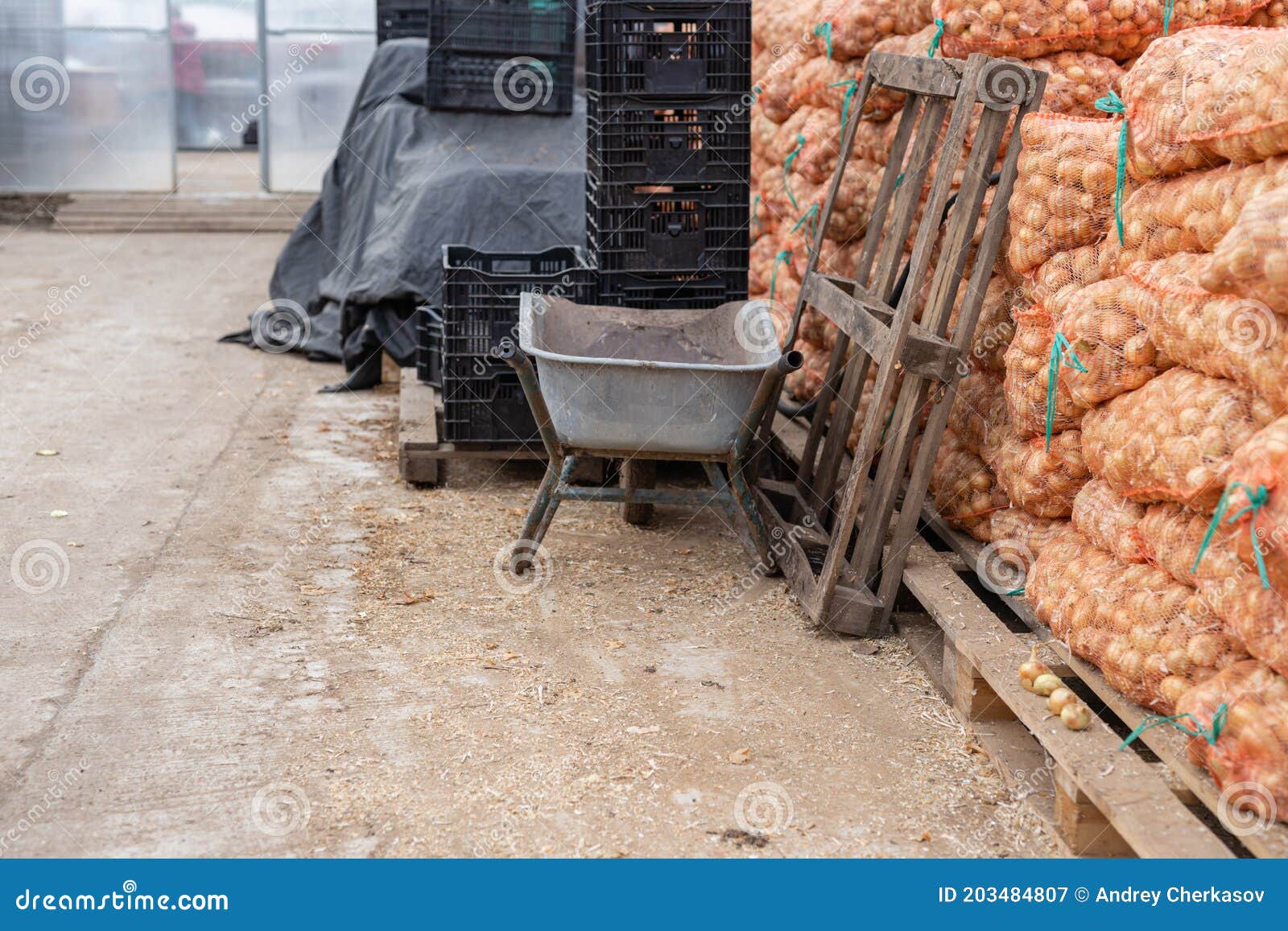 Onion in a Grid on Pallets, Vegetable Warehouse Stock Image - Image of ...
