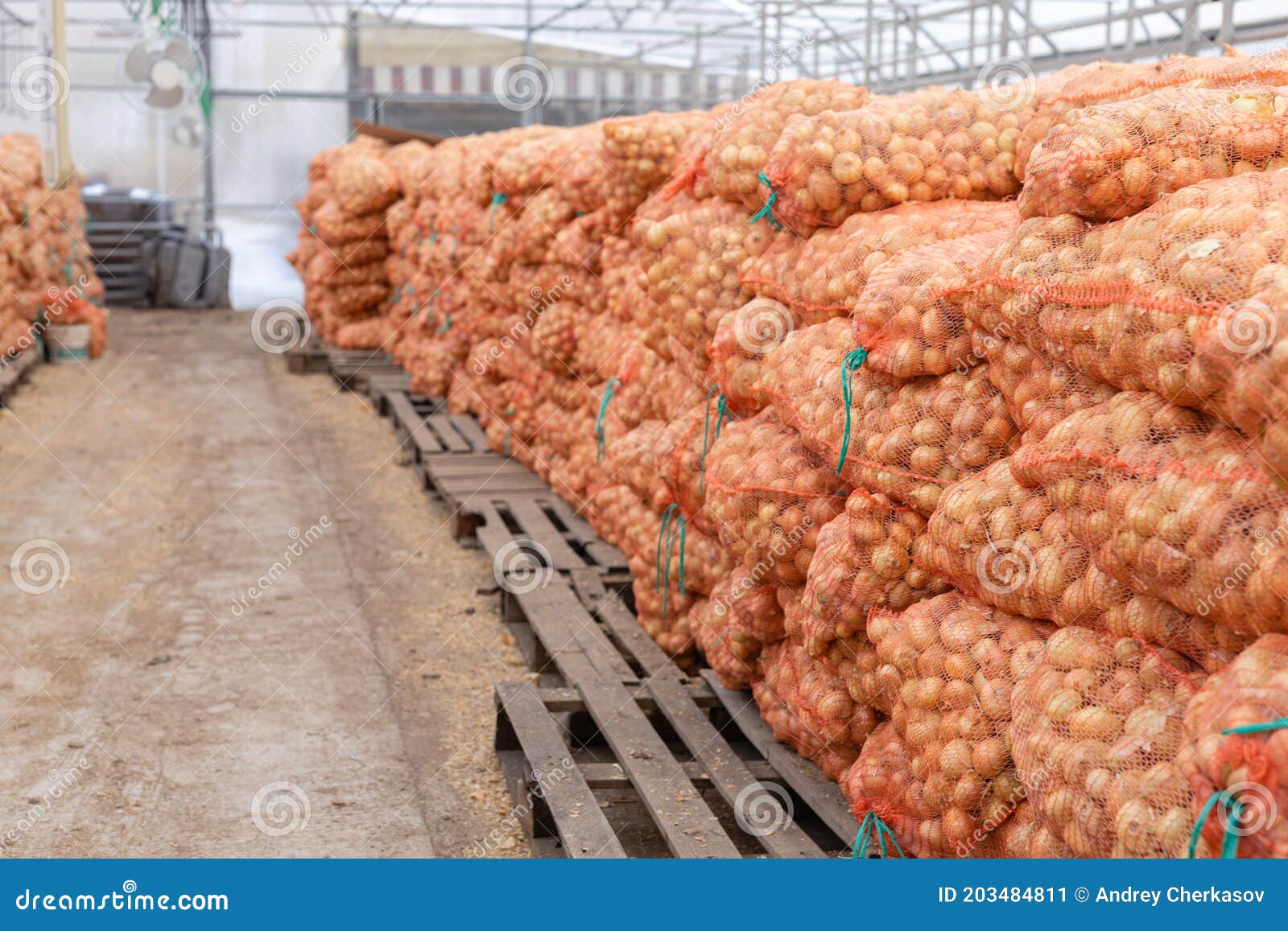 Onion in a Grid on Pallets, Vegetable Warehouse Stock Image - Image of ...