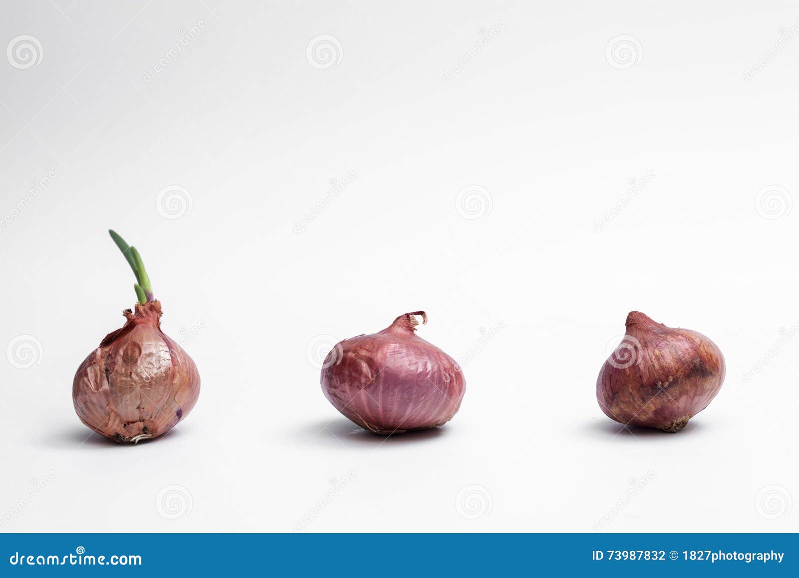 Onion Grow on White Background Stock Photo - Image of vegetable ...