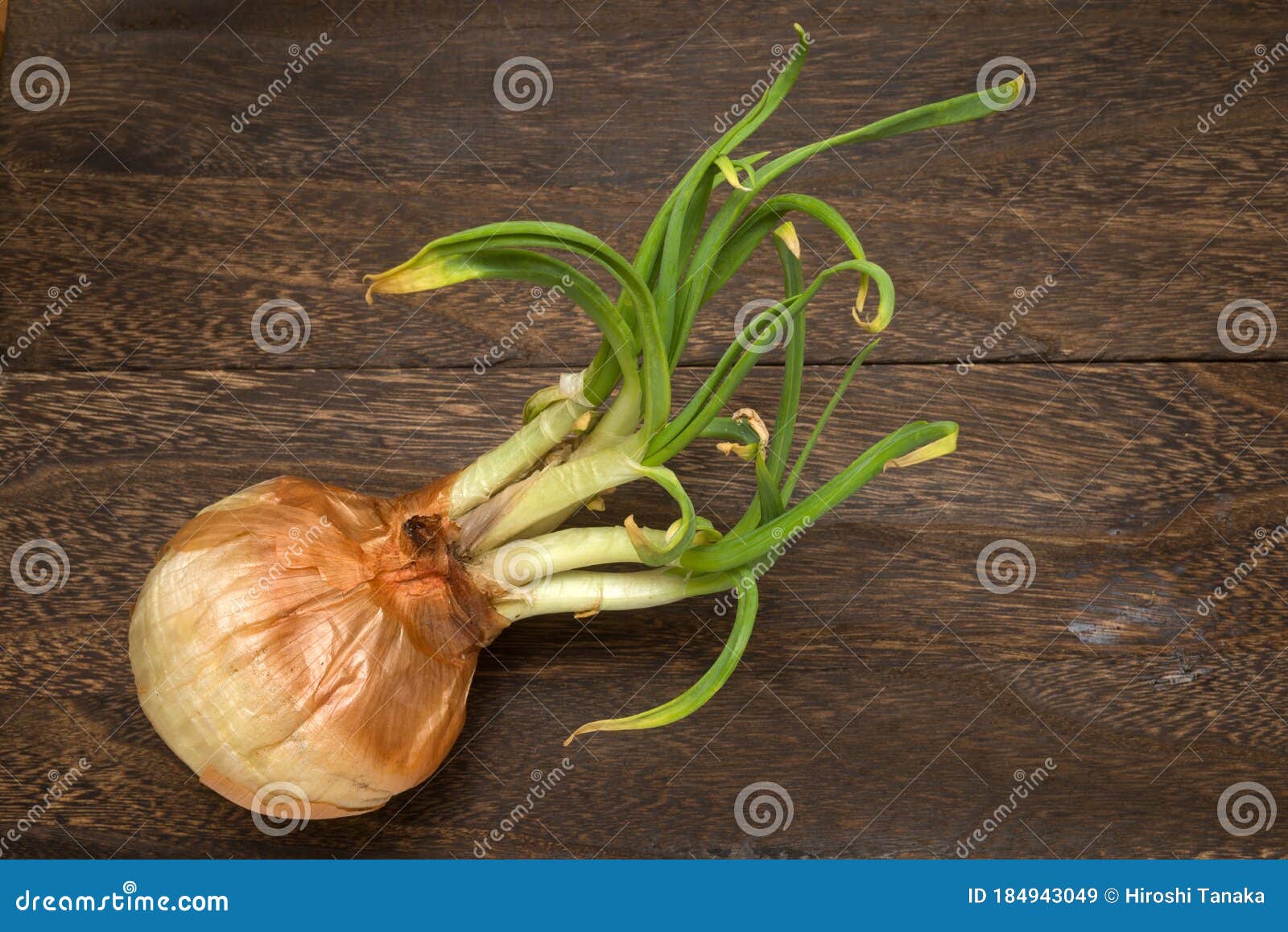 Onion with growing leaf stock image. Image of dark, dining - 184943049