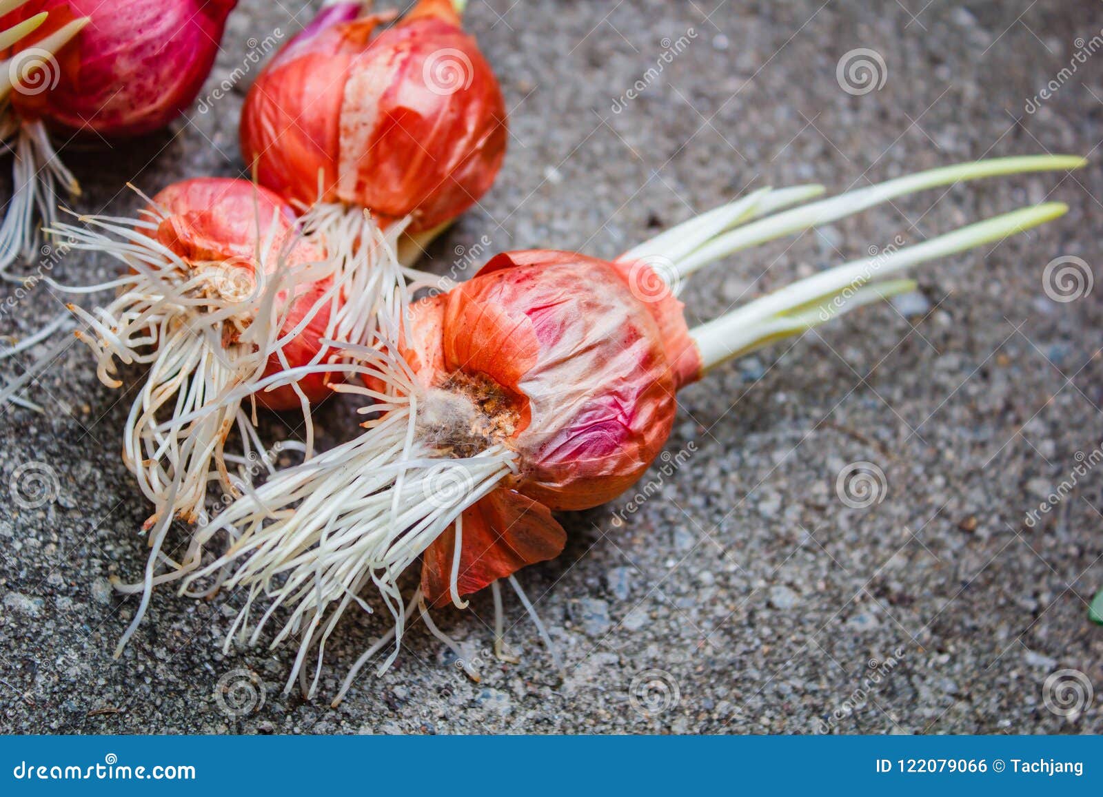 Onion Growing Plant with Root. Stock Photo - Image of diet, fresh ...
