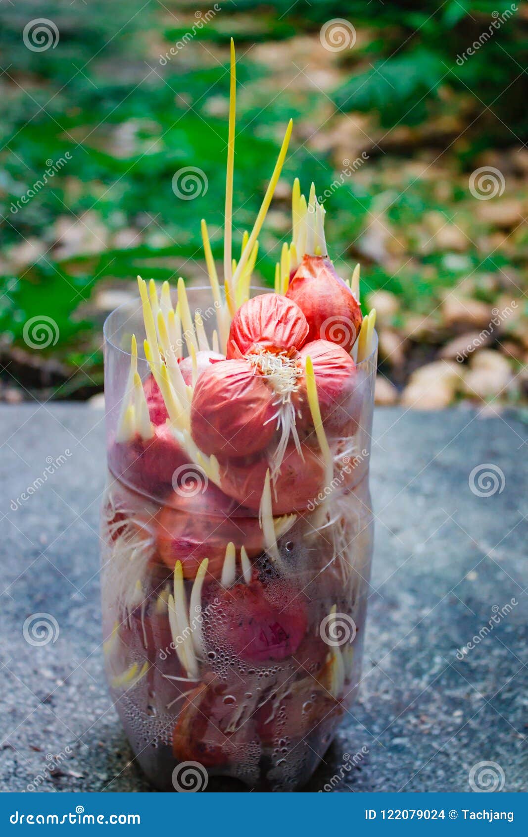 Onion Growing Plant with Root. Stock Photo - Image of agriculture, diet ...