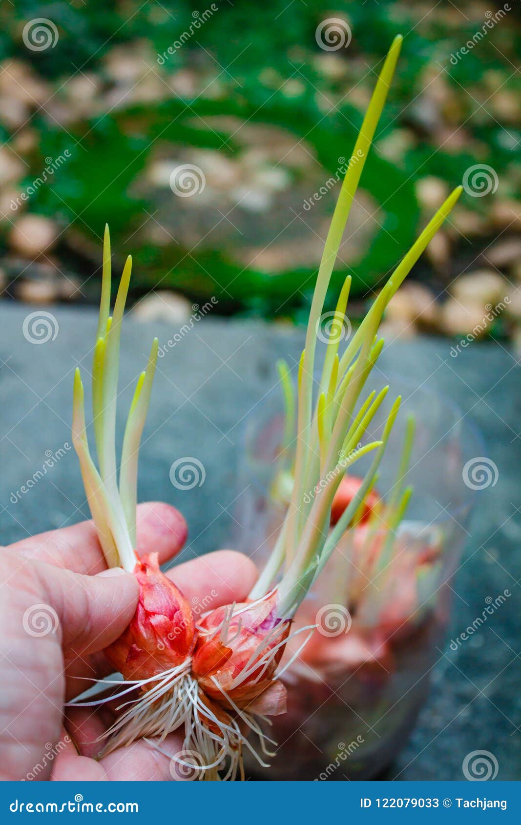 Onion Growing Plant with Root. Stock Image - Image of beginning, root ...