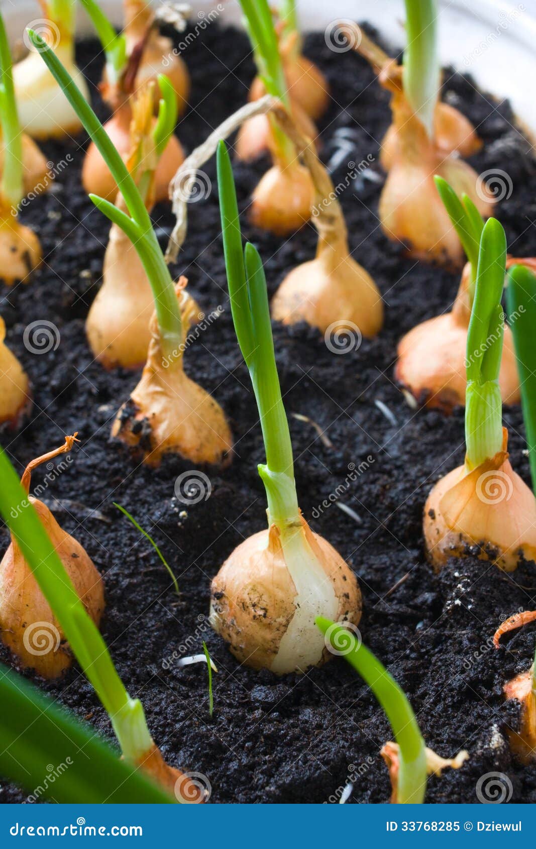 Onion growing stock image. Image of care, isolated, life - 33768285