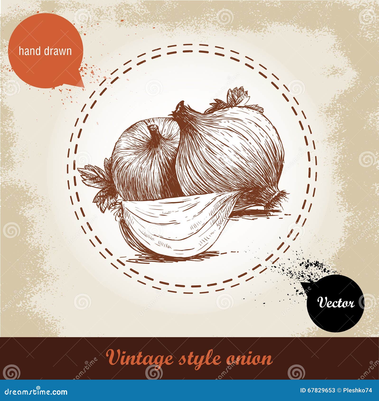 Onion Hand Drawn Illustration. Vintage Retro Background with Hand Drawn ... Onion Hand Drawn Illustration. Vintage Retro Background with Hand Drawn ...