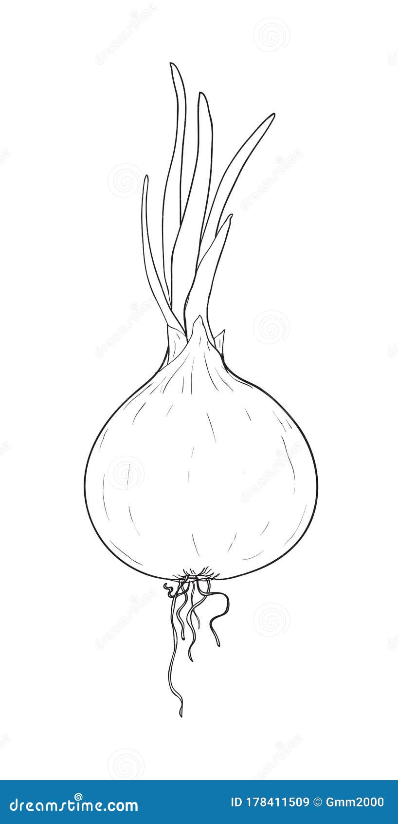 Onion Hand Drawn Painting Vector Line Art Illustration Stock Vector ...
