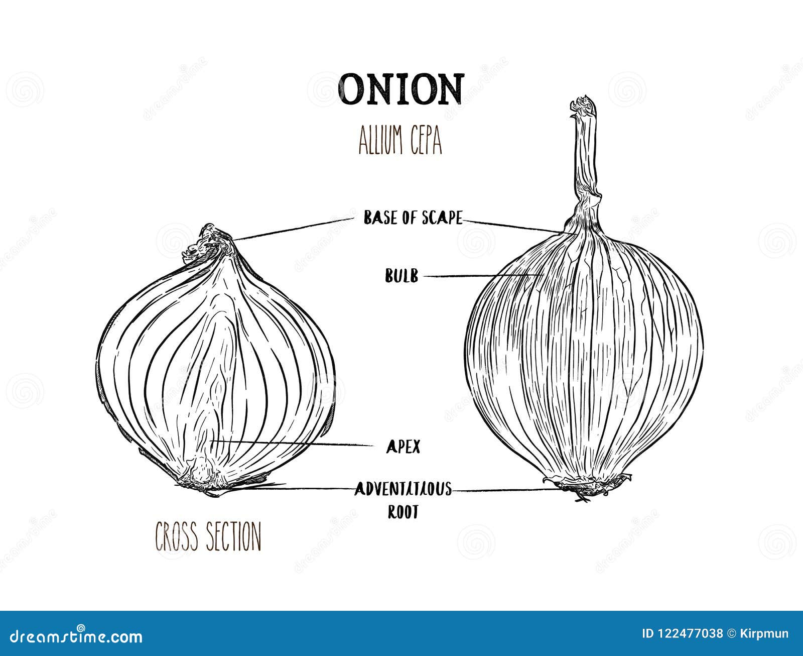 Onion Plant Diagram