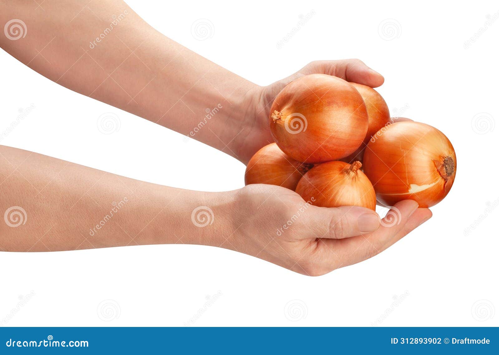 Onion in Hand Path Isolated Stock Photo - Image of scented, onion ...