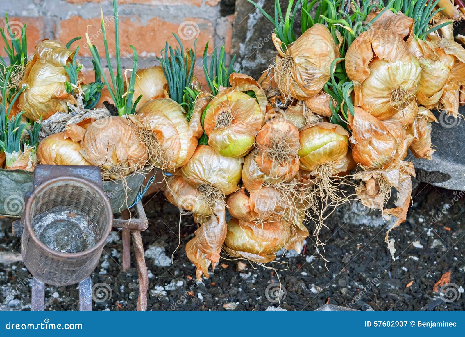Onion stock image. Image of vegetable, tuber, cluster - 57602907