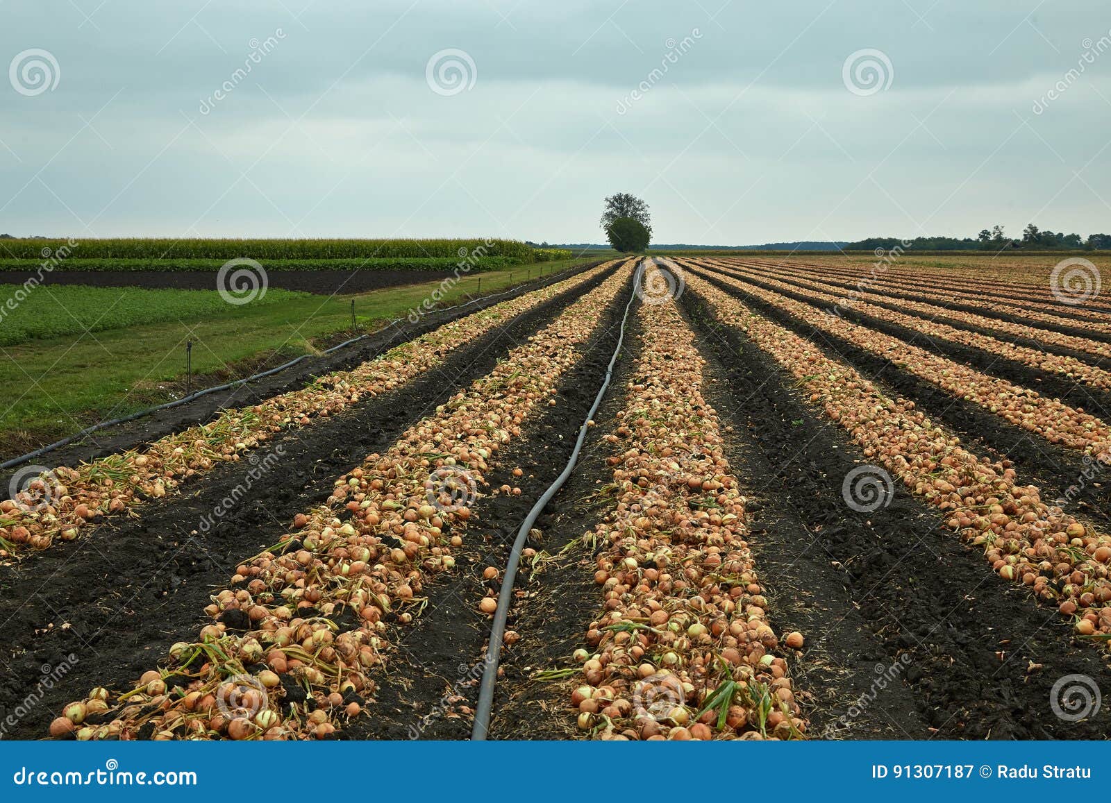 Onion Harvest in the Field. Stock Image - Image of grow, brown: 91307187