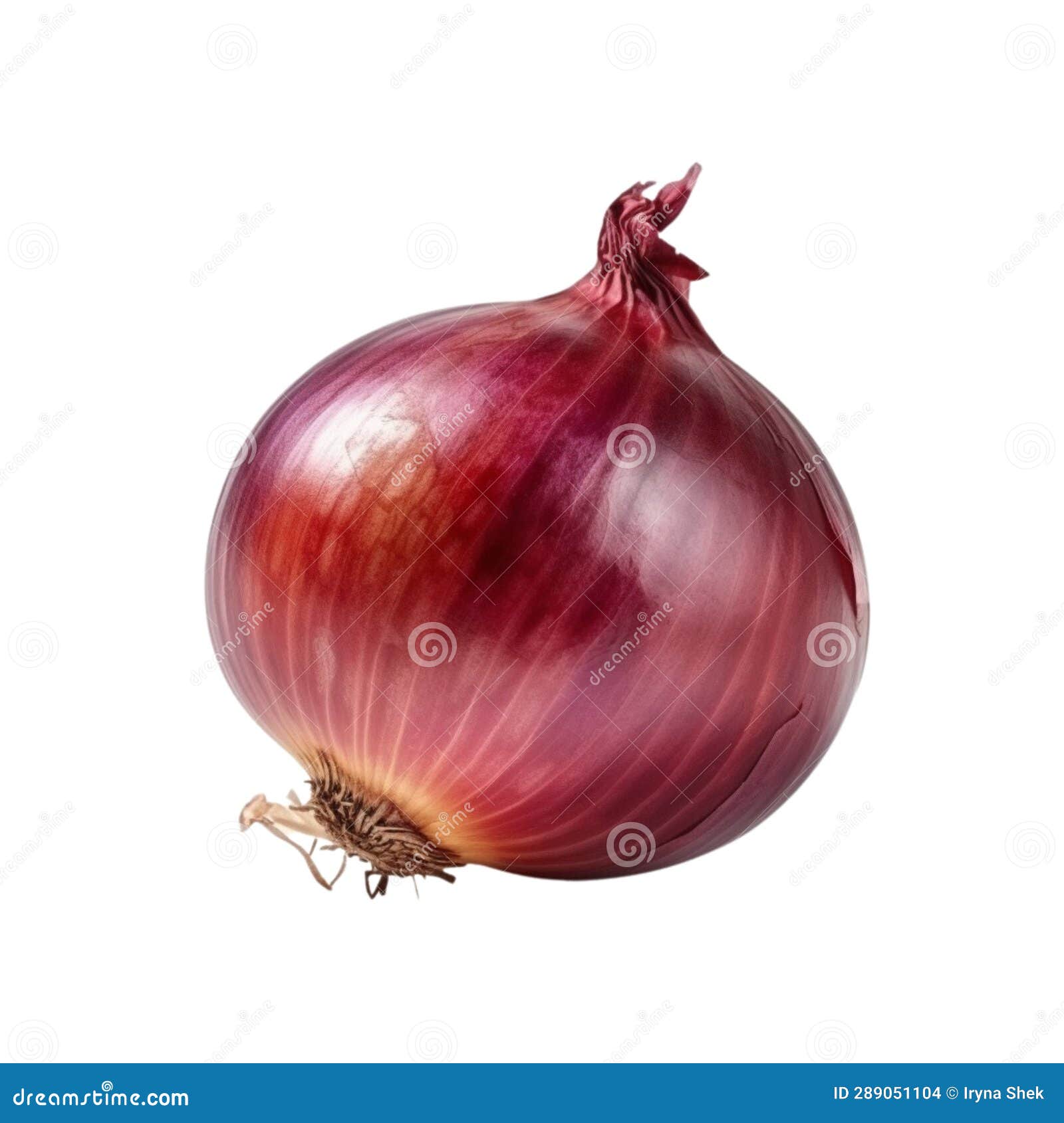 Onion. High quality photo stock illustration. Illustration of purple ...