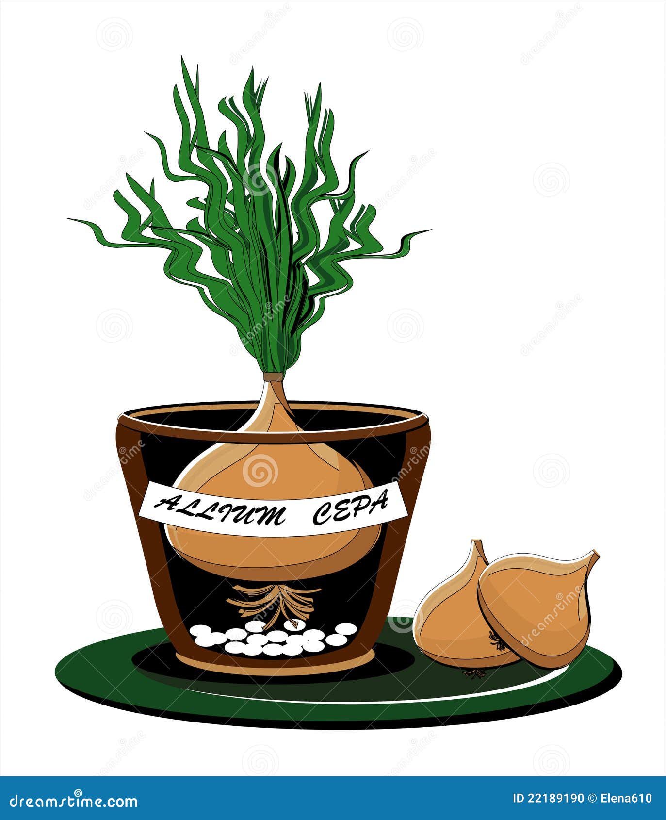 Onion Home-grown In Pot Vector Illustration | CartoonDealer.com #22189190