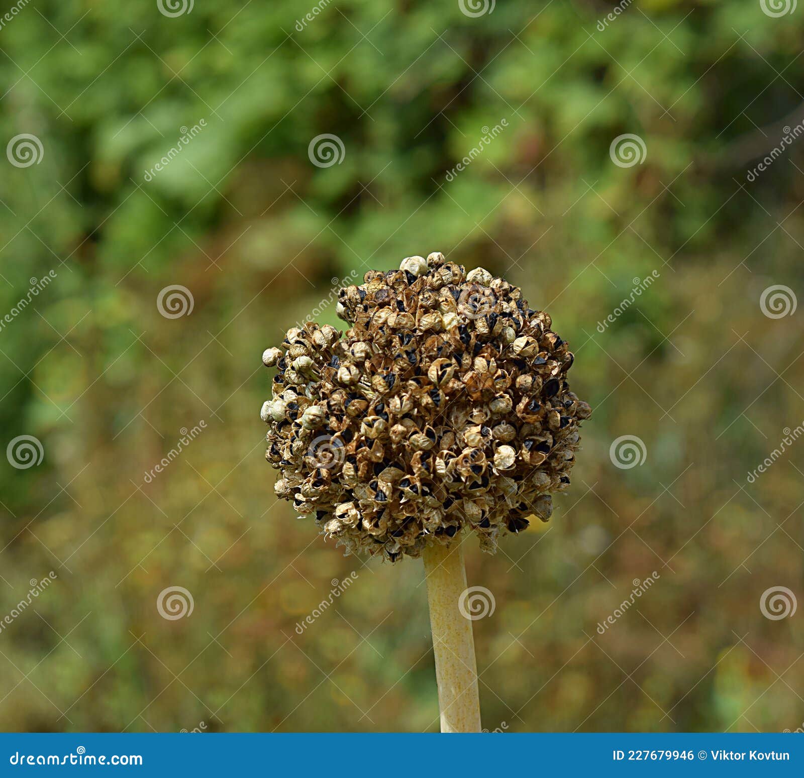 Onion Inflorescence with Ripening Seeds Stock Photo - Image of ...