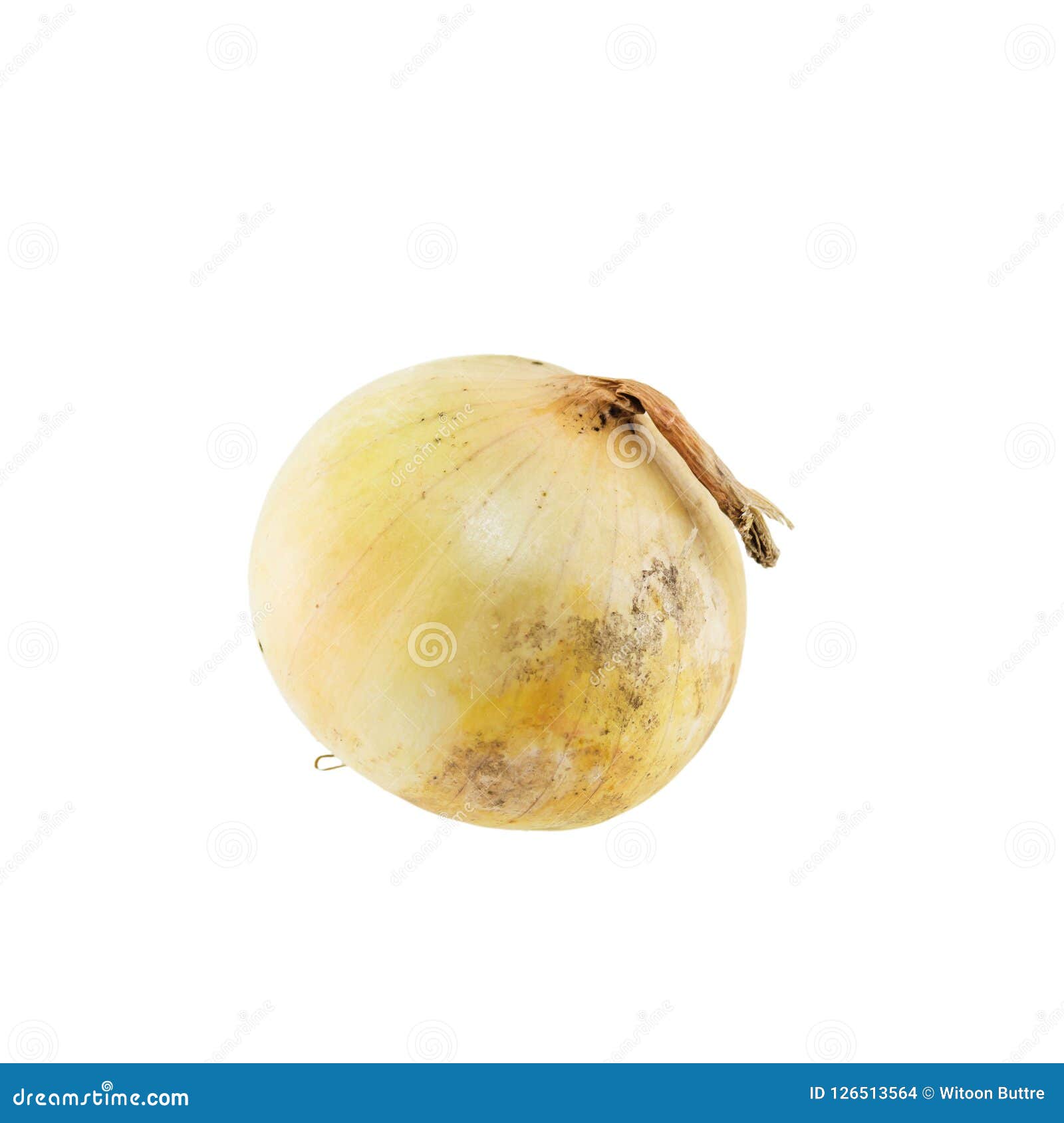 Onion isolated on white stock photo. Image of good, harvest - 126513564