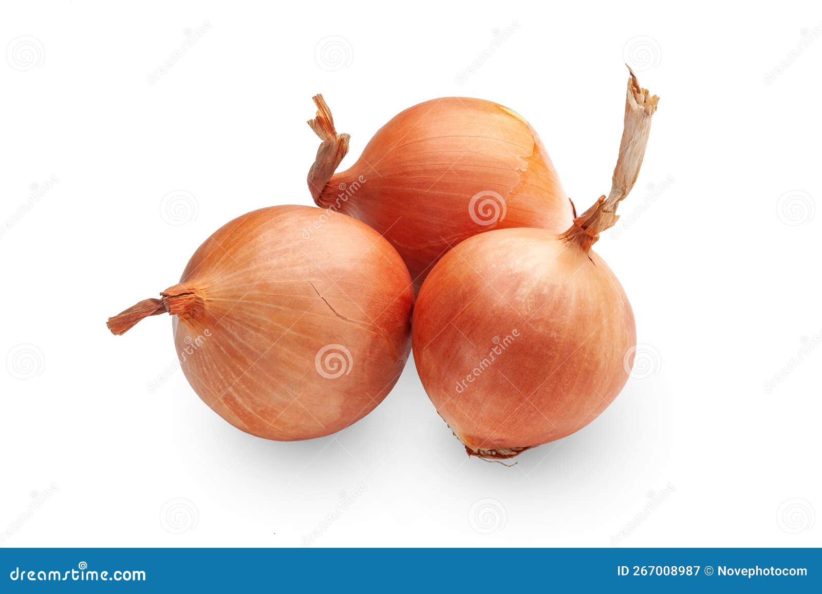 Onion Isolated on White Background. Top View Ripe Onion on White Stock ...