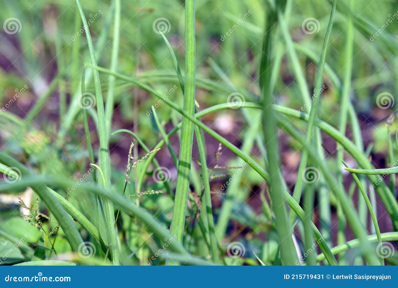 Onion Leaf Disorder Symptomp from Post Emergence Herbicide Stock Image ...