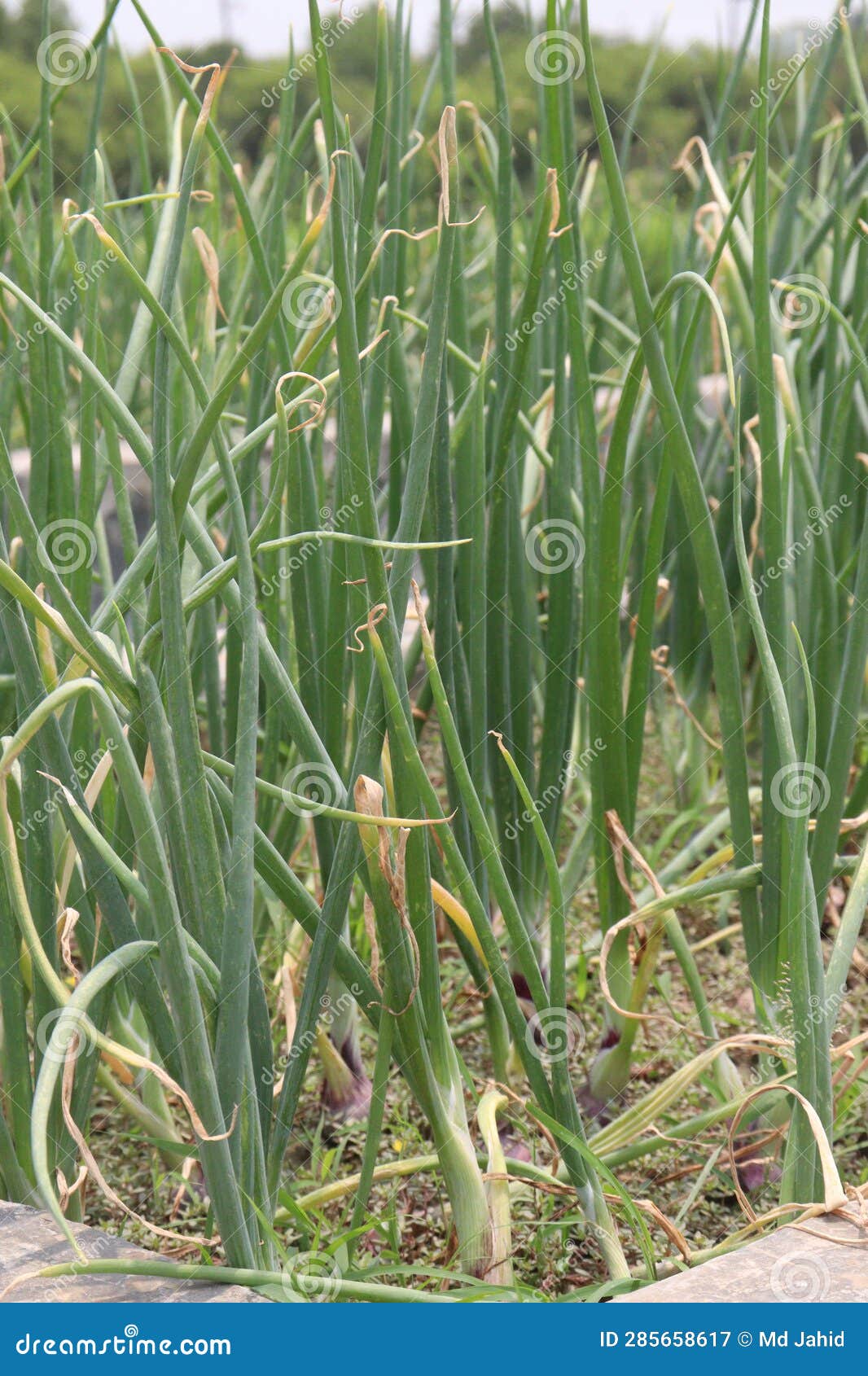 Onion Leaf Farm it is Used for Vegetable Stock Image - Image of nature ...