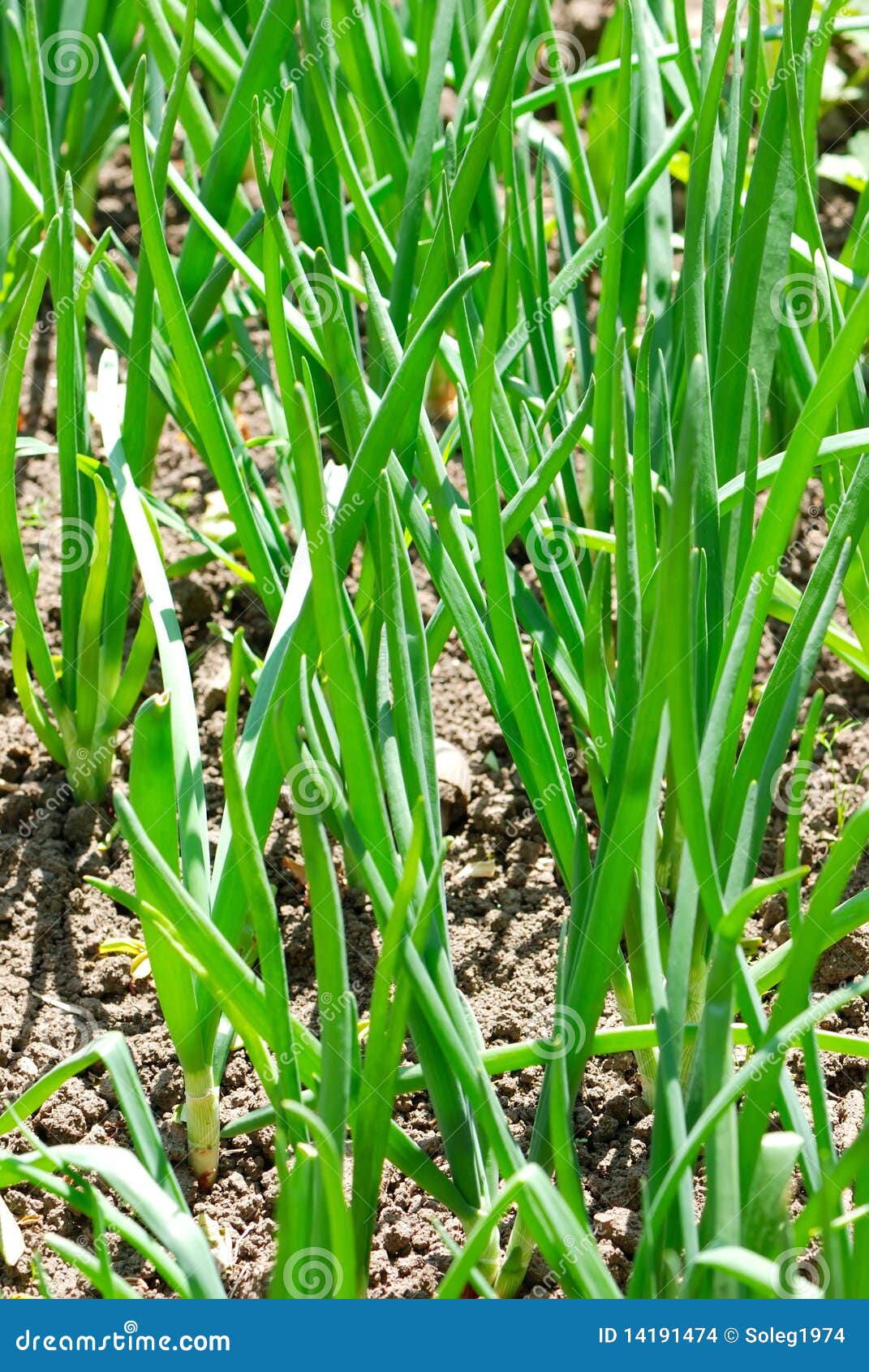 Onion Leafs on a House Kitchen Garden Stock Photo - Image of organic ...