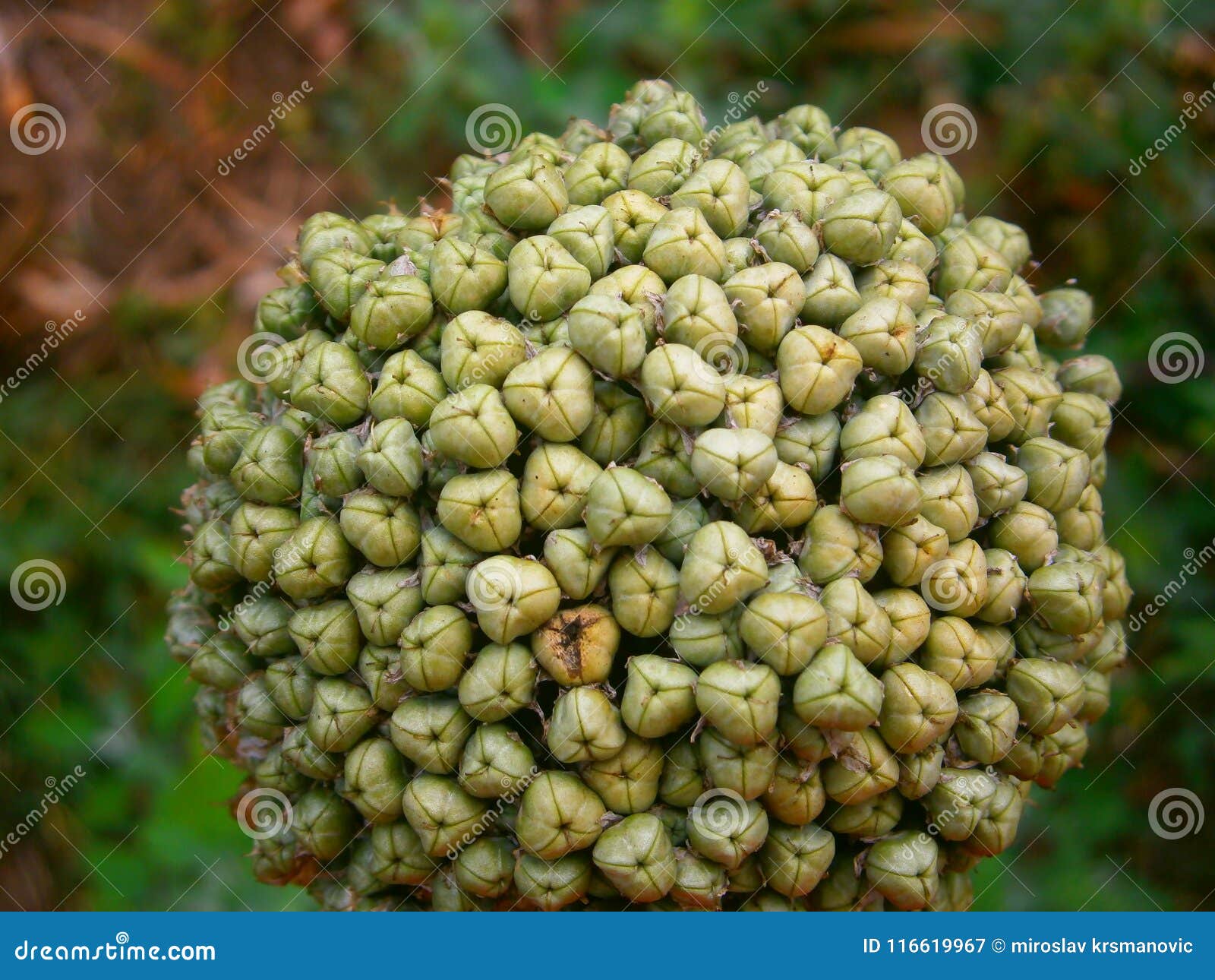 Onion stock image. Image of macro, food, nature, zoom - 116619967