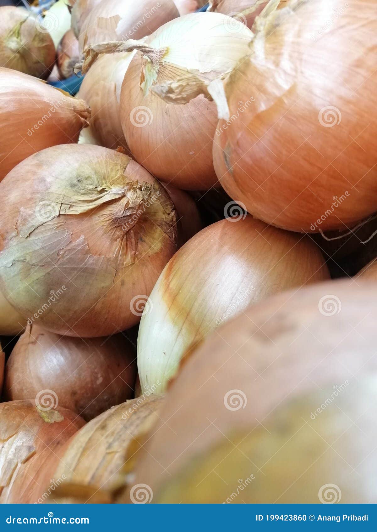 Onion from My Countryside Farm Stock Photo - Image of fruit ...