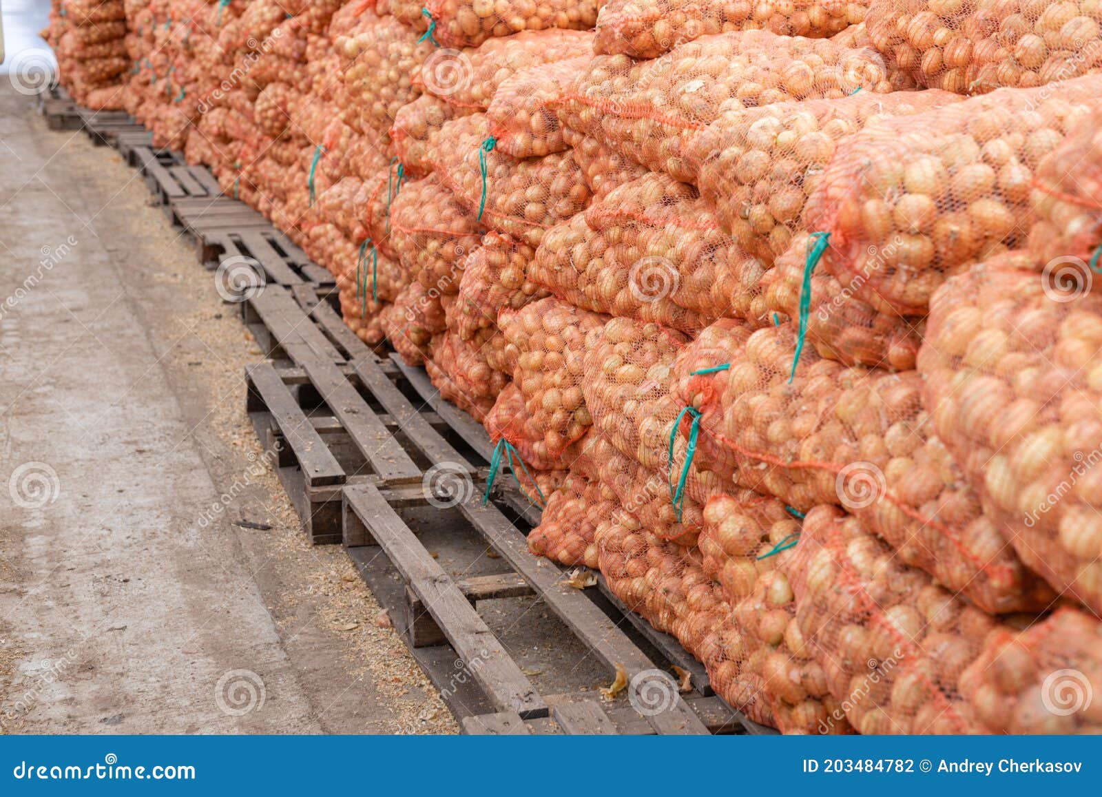 Onion Packed in the Hall Ready for Shipment Stock Photo - Image of farm ...