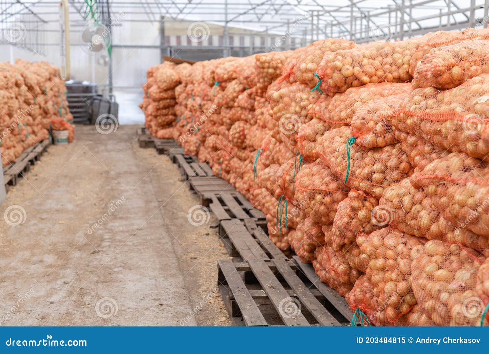 Onion Packed in the Hall Ready for Shipment Stock Image - Image of ...