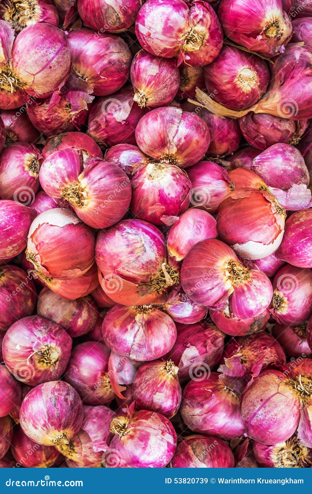 Onion Pattern stock image. Image of closeup, pattern - 53820739