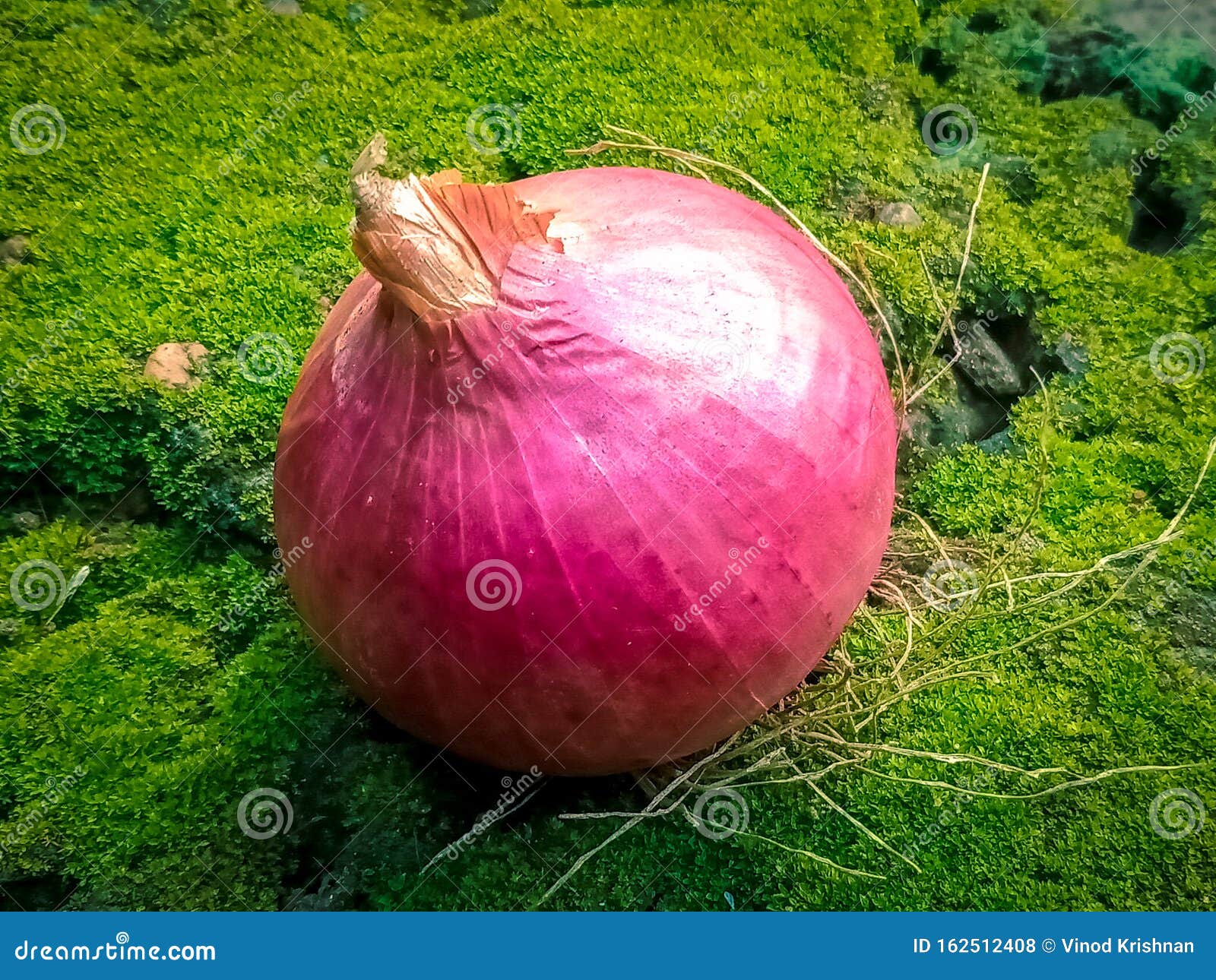 Onion, Pink Onion, Fresh Onion, Photo of Onion Stock Photo - Image of ...