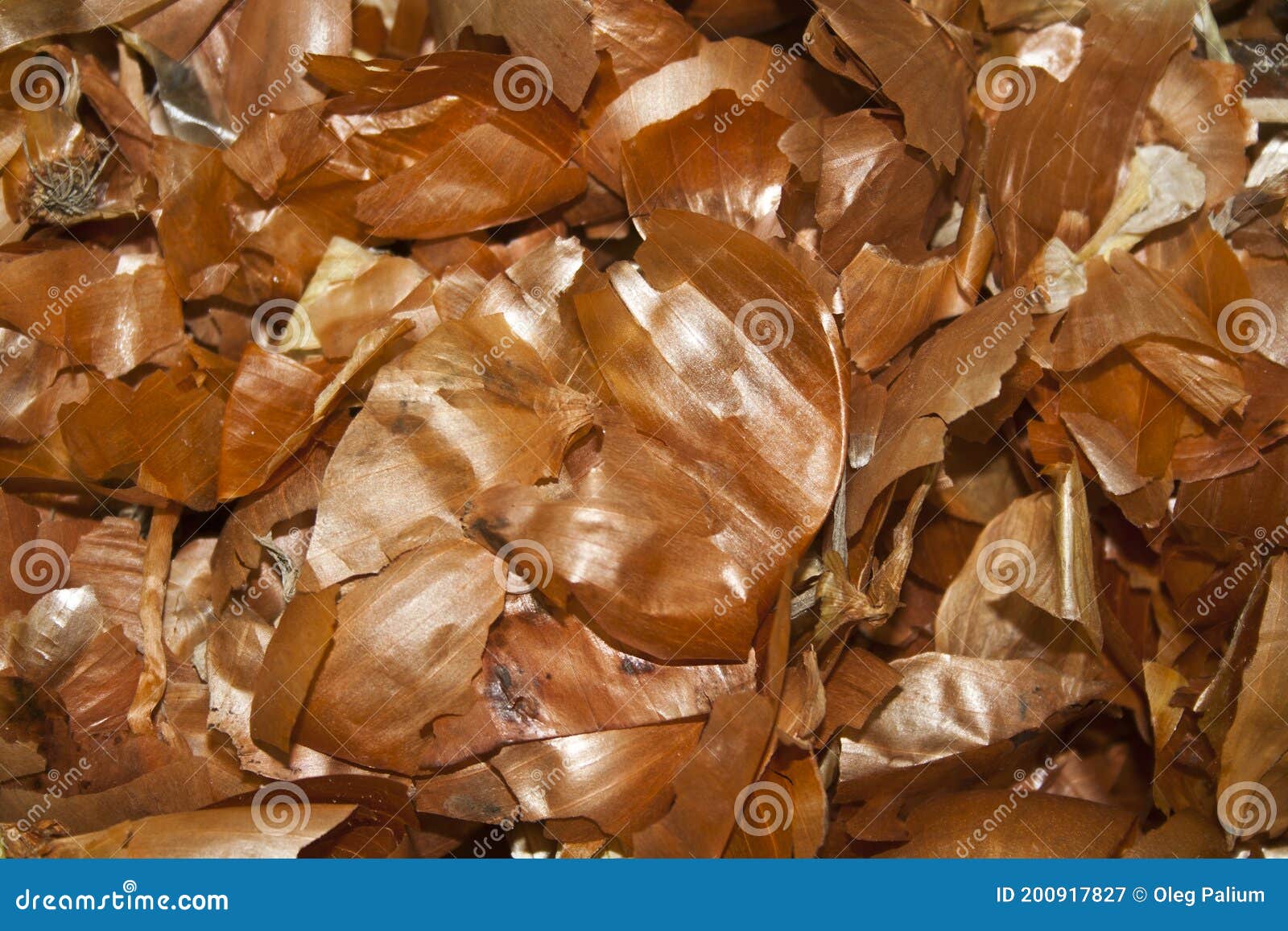 Onion Pins Isolated on a White Background Stock Image - Image of ...