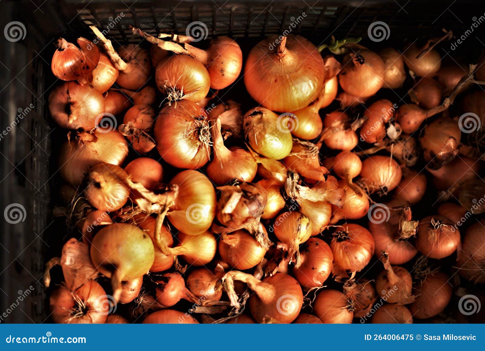 Onion Placed in a Black Crate Stock Image - Image of fruit, crate ...