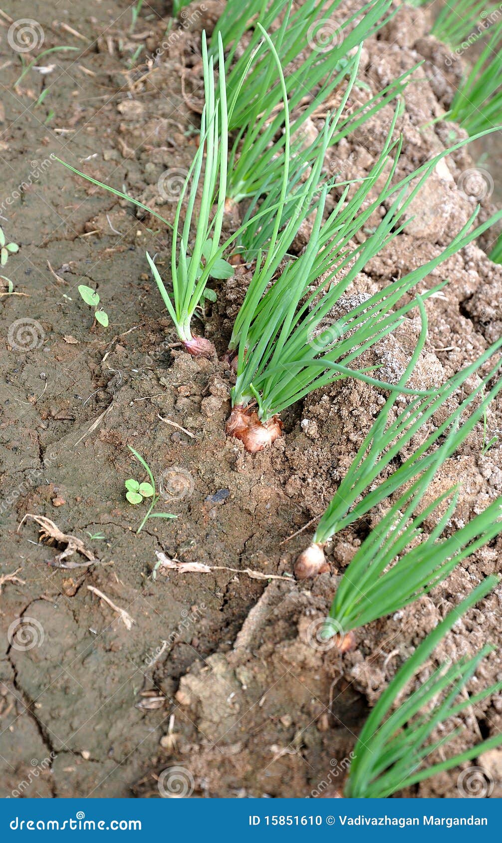 Onion plant stock photo. Image of grow, green, spring - 15851610
