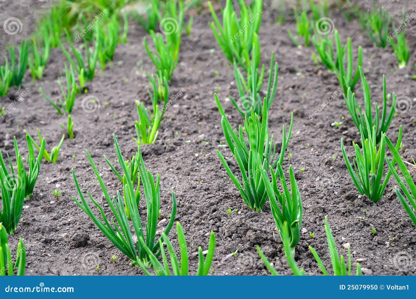 Onion plantation stock photo. Image of husbandry, leaf - 25079950