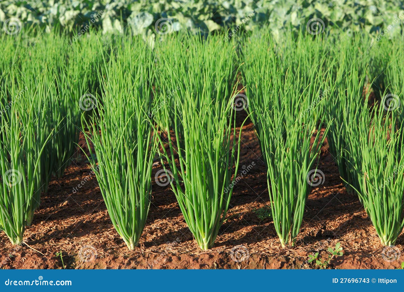 Onion plantation stock image. Image of spring, growth - 27696743